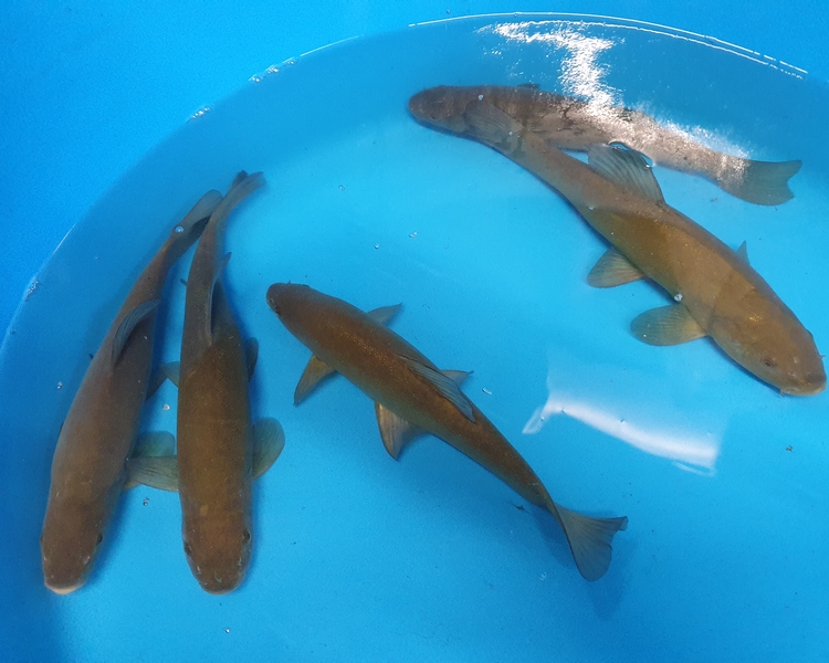 Buy Large Koi Online - The Carp Co