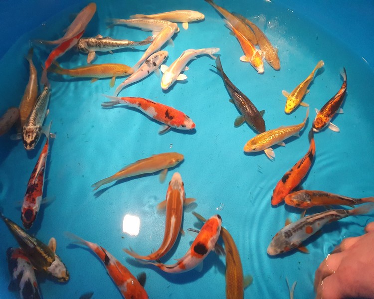 Buy Koi Carp Online - The Carp Co