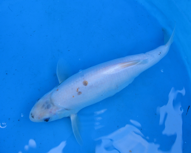 Buy Golden & Blue Orfe Online - The Carp Co