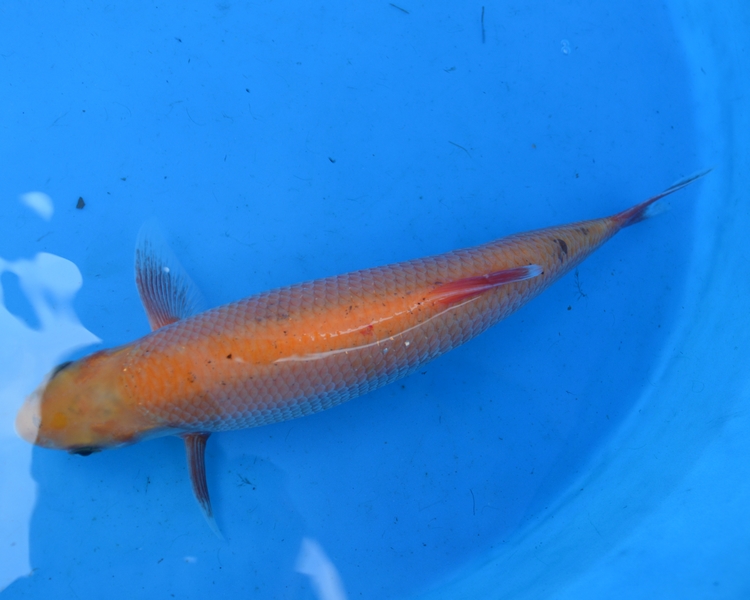 Buy Large Koi Online - The Carp Co