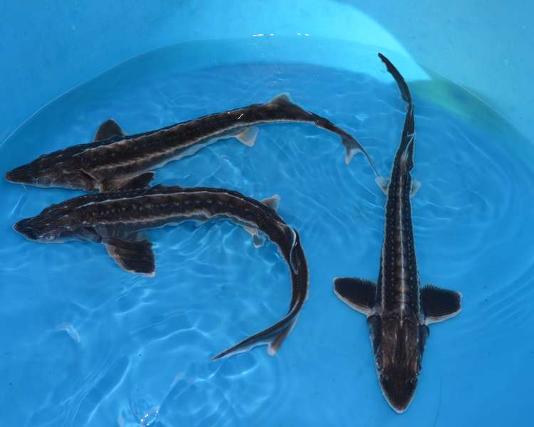 Sturgeon & Sterlet Delivered to your door. - The Carp Co