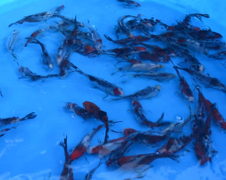 Buy Shubunkins Online - The Carp Co