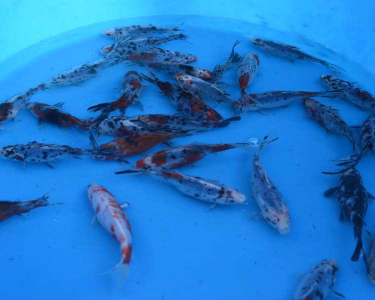 Buy Shubunkins Online - The Carp Co