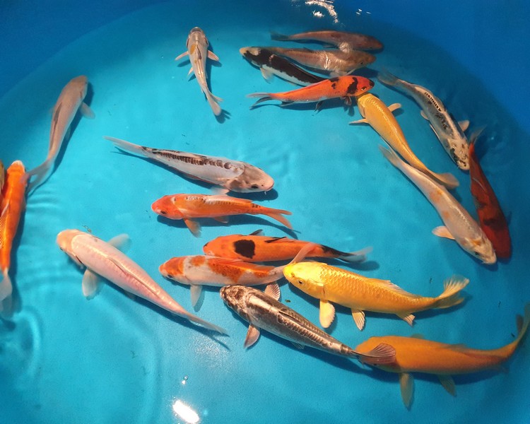 Buy Koi Carp Online - The Carp Co