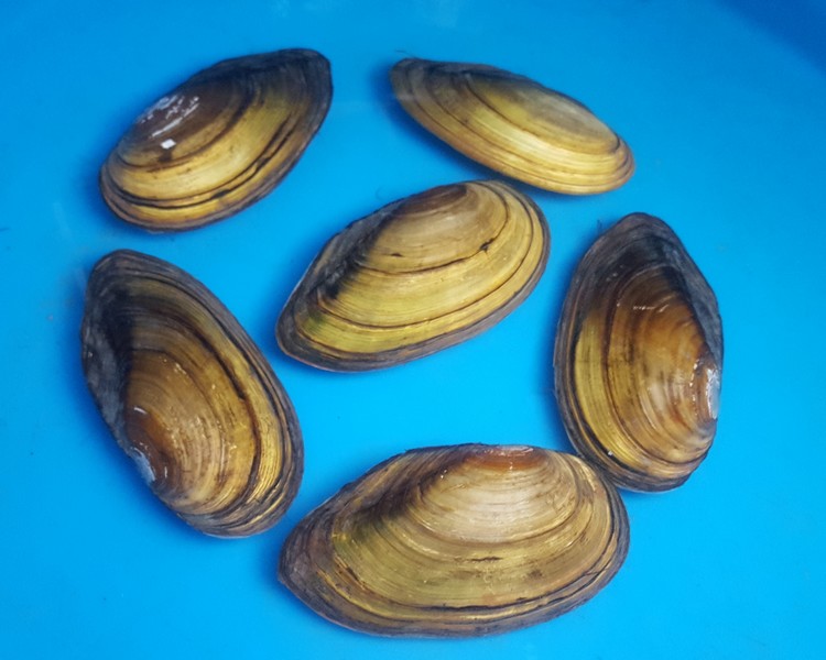 Pond Swan Mussels The Carp Co