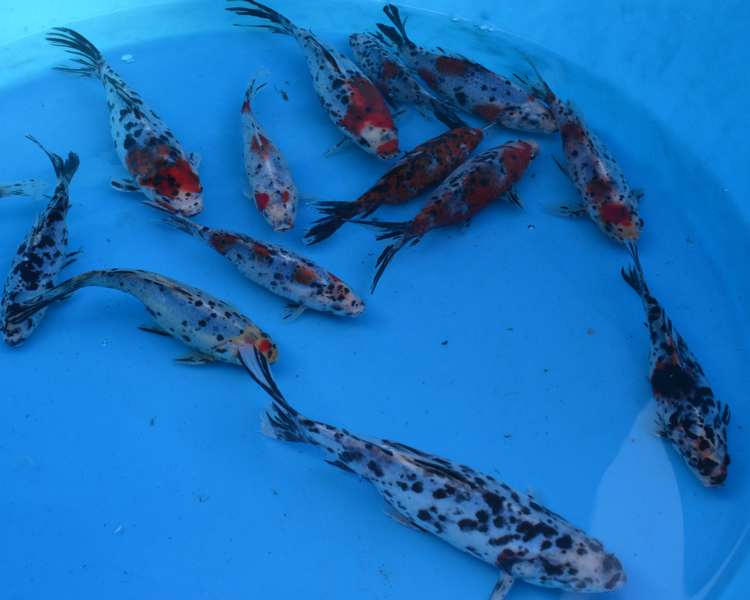 Buy Shubunkins Online - The Carp Co