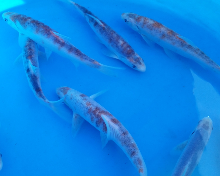 Buy Golden & Blue Orfe Online - The Carp Co