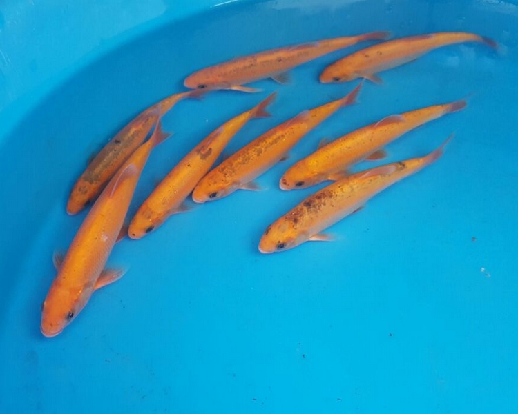 Buy Golden & Blue Orfe Online - The Carp Co