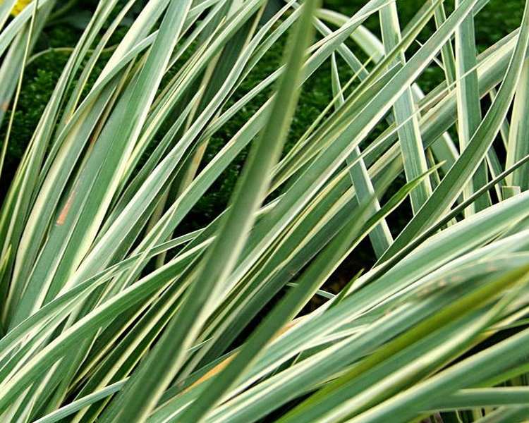 Acorus Gramineus Variegatus - Dwarf Variegated Rush