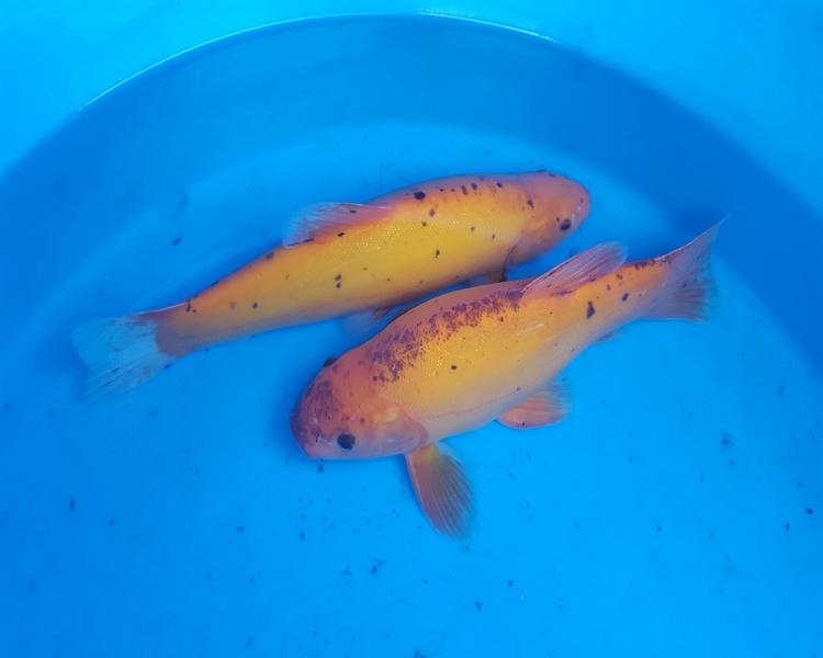 Buy Large Koi Online - The Carp Co