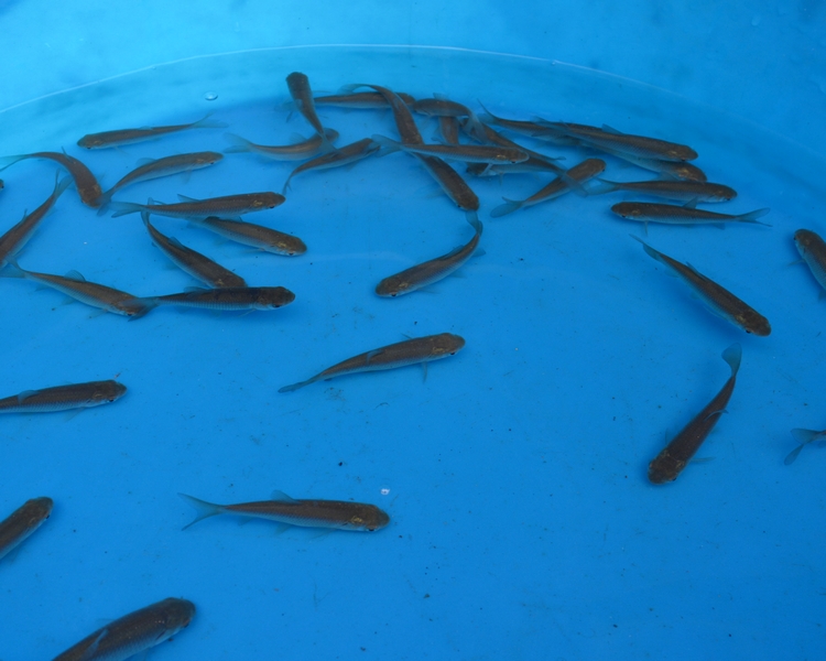 Buy Pond Fish Online - The Carp Co