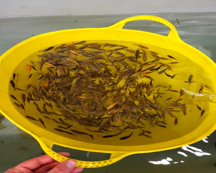 Buy Koi Carp Online - The Carp Co