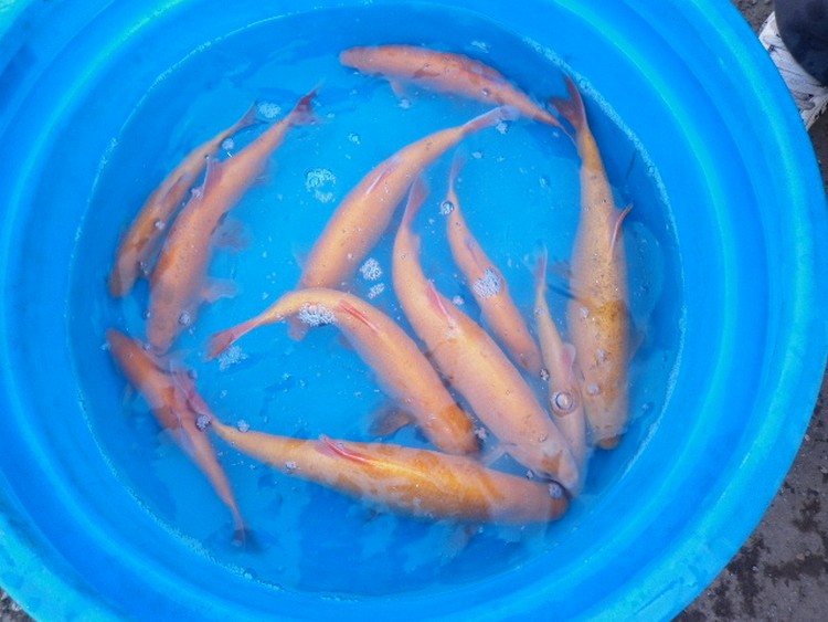 Buy Golden & Blue Orfe Online - The Carp Co