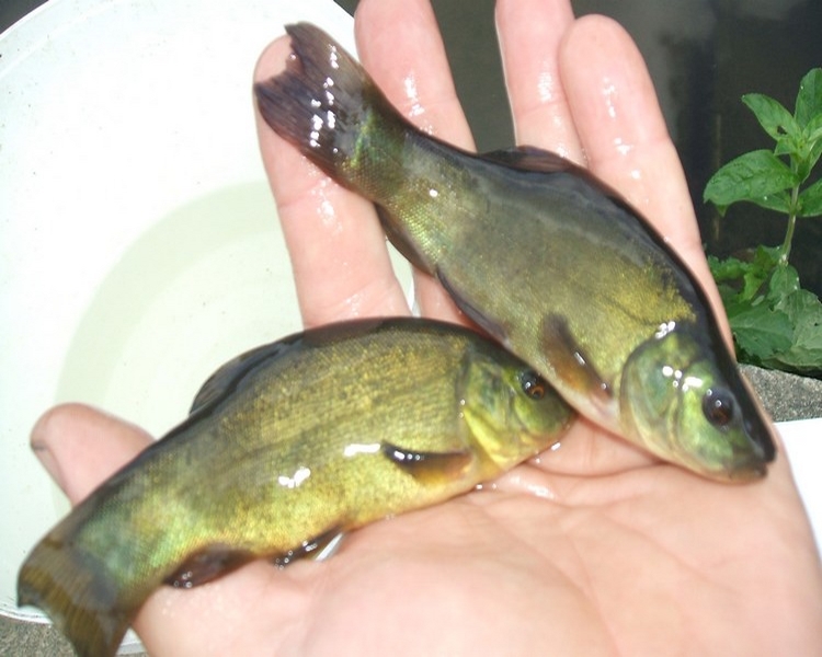 Buy Tench Online - The Carp Co